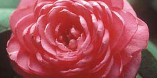 April Rose - Cam Too Camellia Nursery