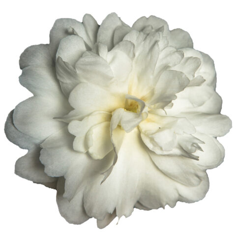 October Magic® Ivory™ (Southern Living Plant Collection) - Cam Too ...