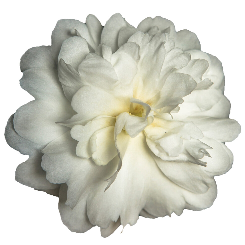 October Magic® Ivory™ (Southern Living Plant Collection) - Cam Too ...
