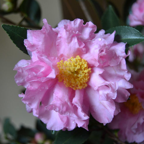 PLANTS - Cam Too Camellia Nursery